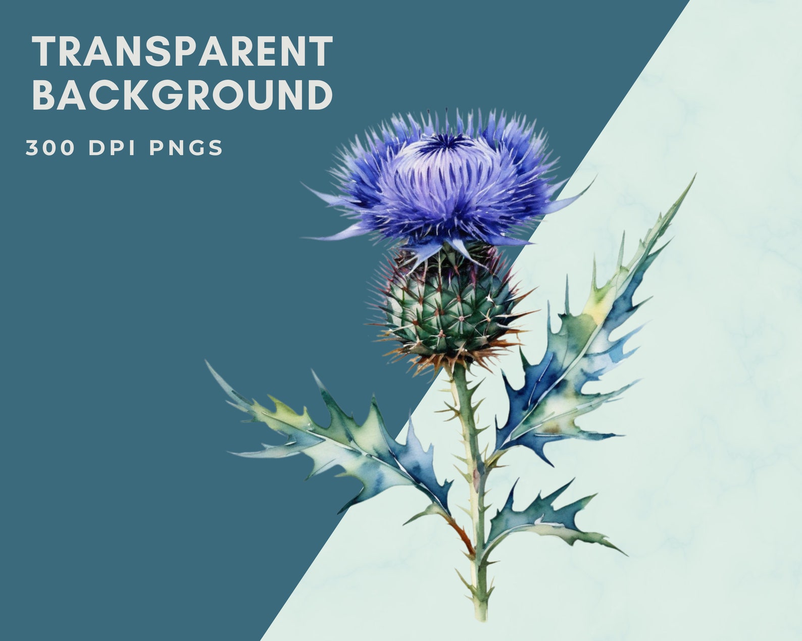 12 Thistle Flower Clipart, Purple Flower, Blue Thistle, Printable ...