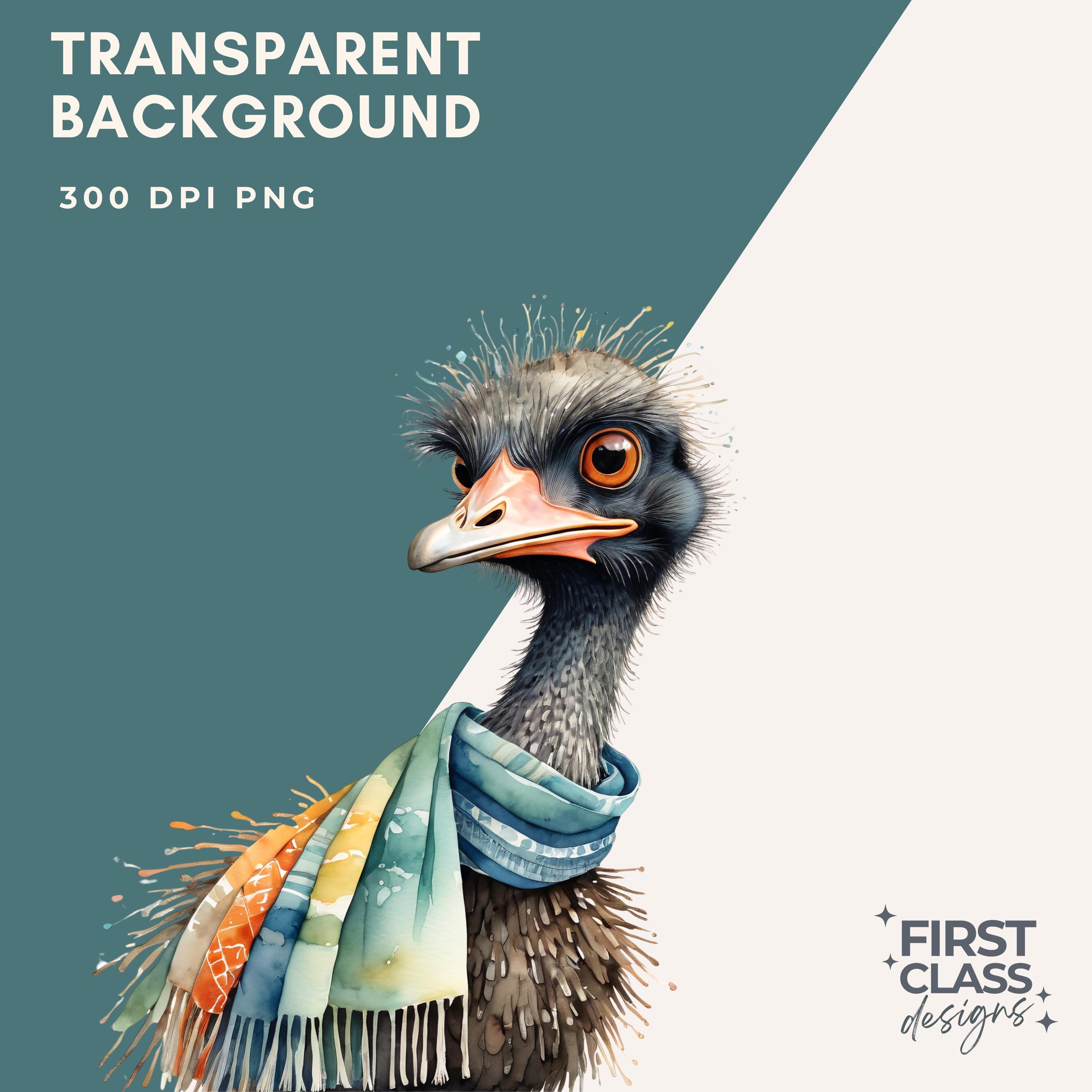 Quirky Emu Clipart, Funny Emu Cartoon PNG, Bird Graphics Downloadable ...