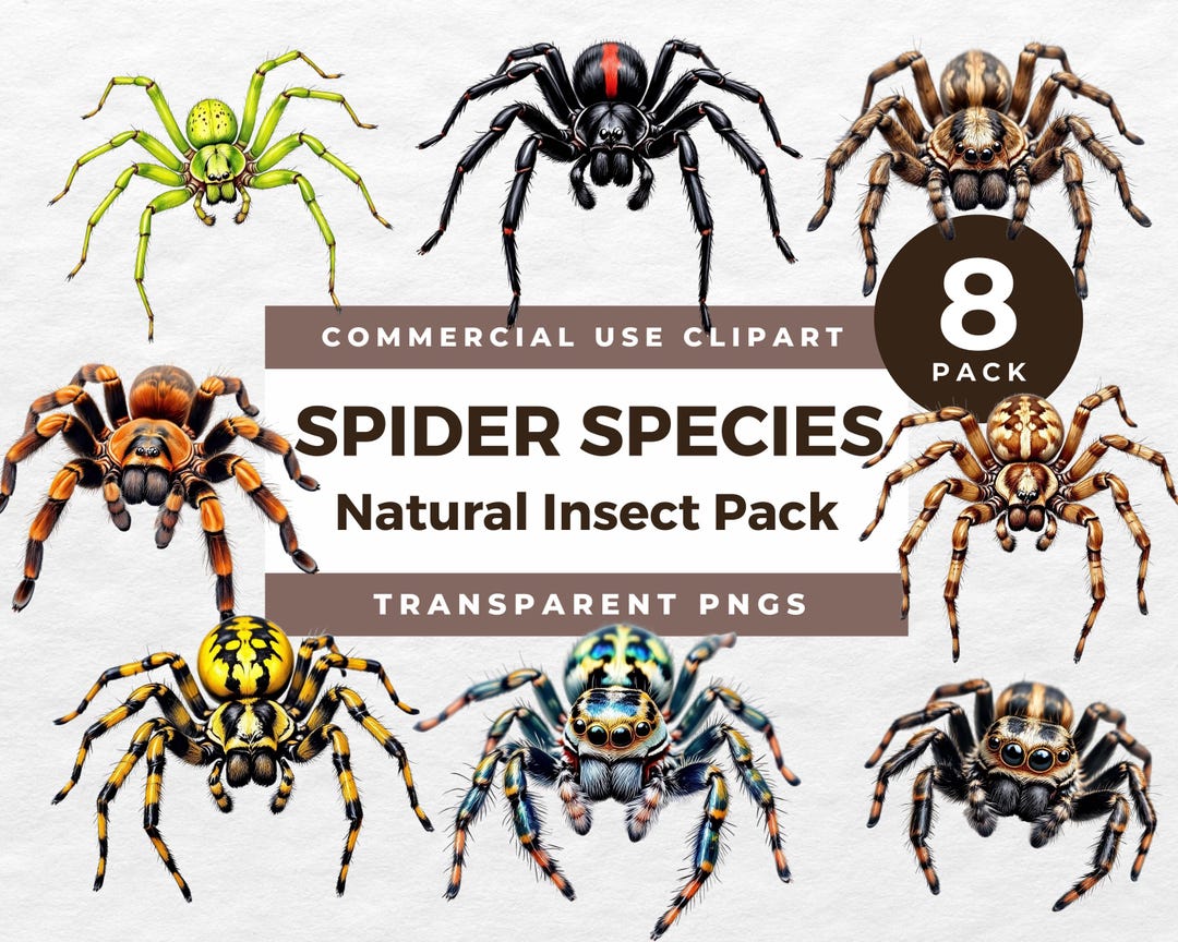 Spider Clipart Realistic, Spider Species Clipart Pack, Natural Insect ...