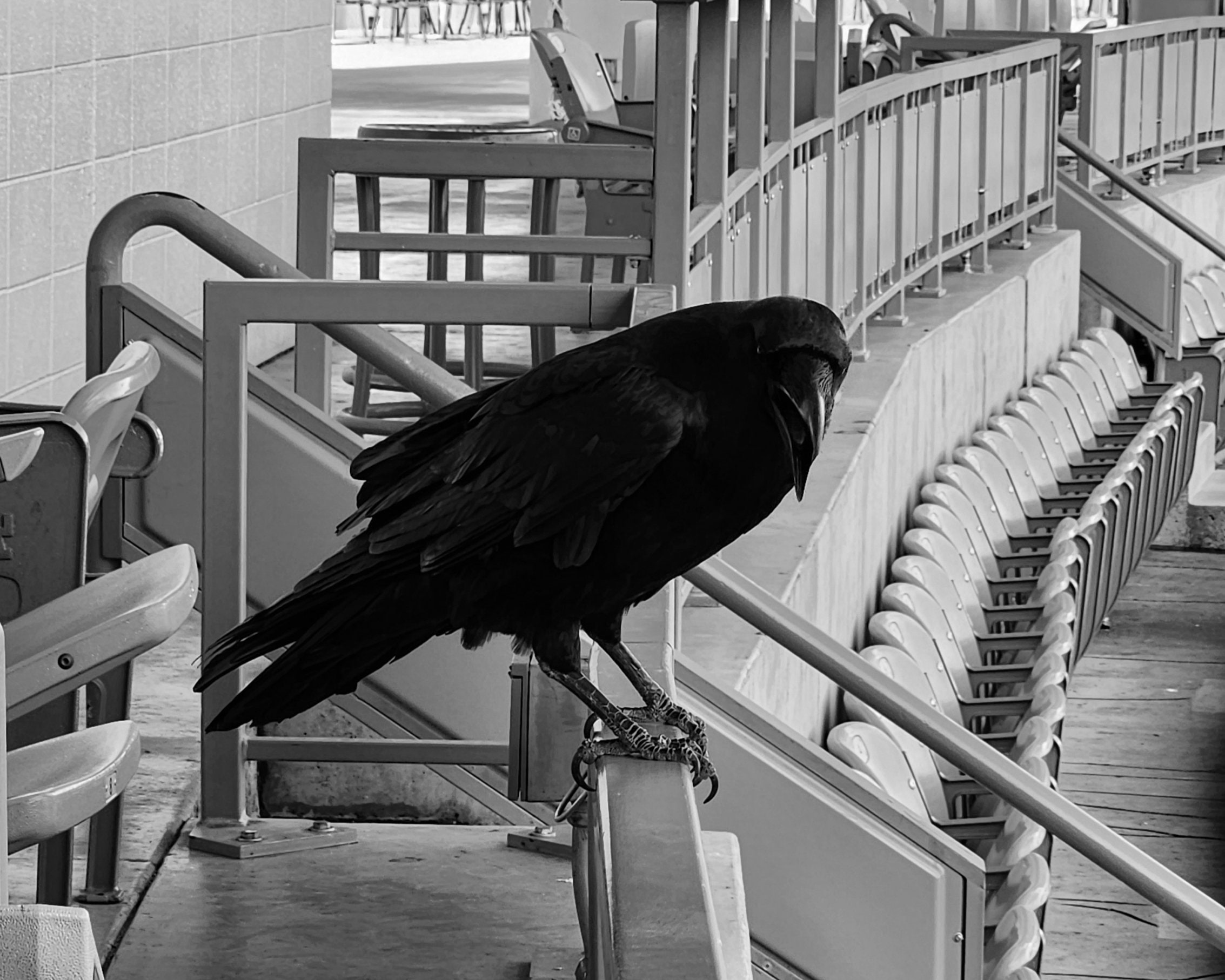 The Raven Stares - Etsy