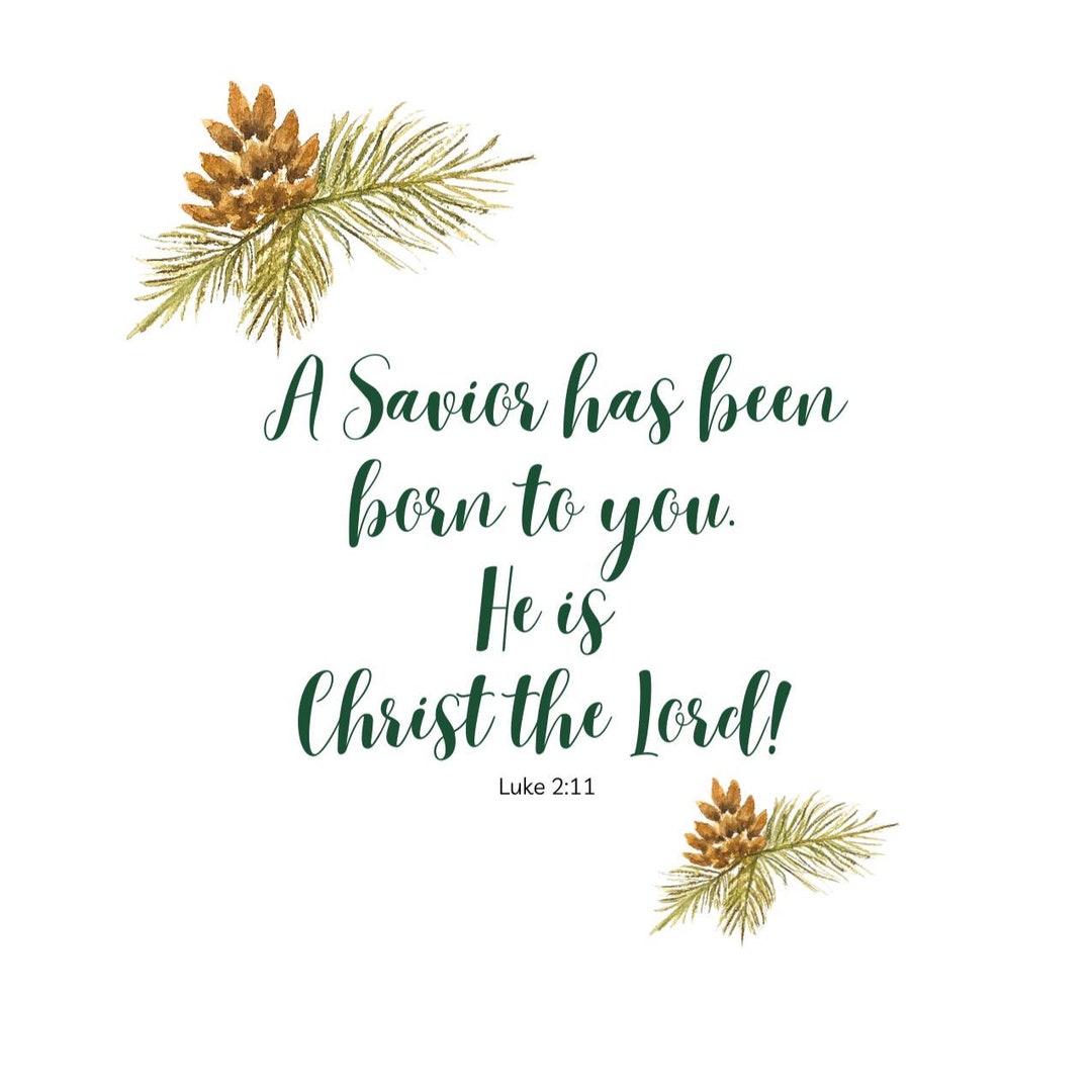 Pine Cones-luke 2 11-8 Card Set-a Savior Has Been Born to You He is ...