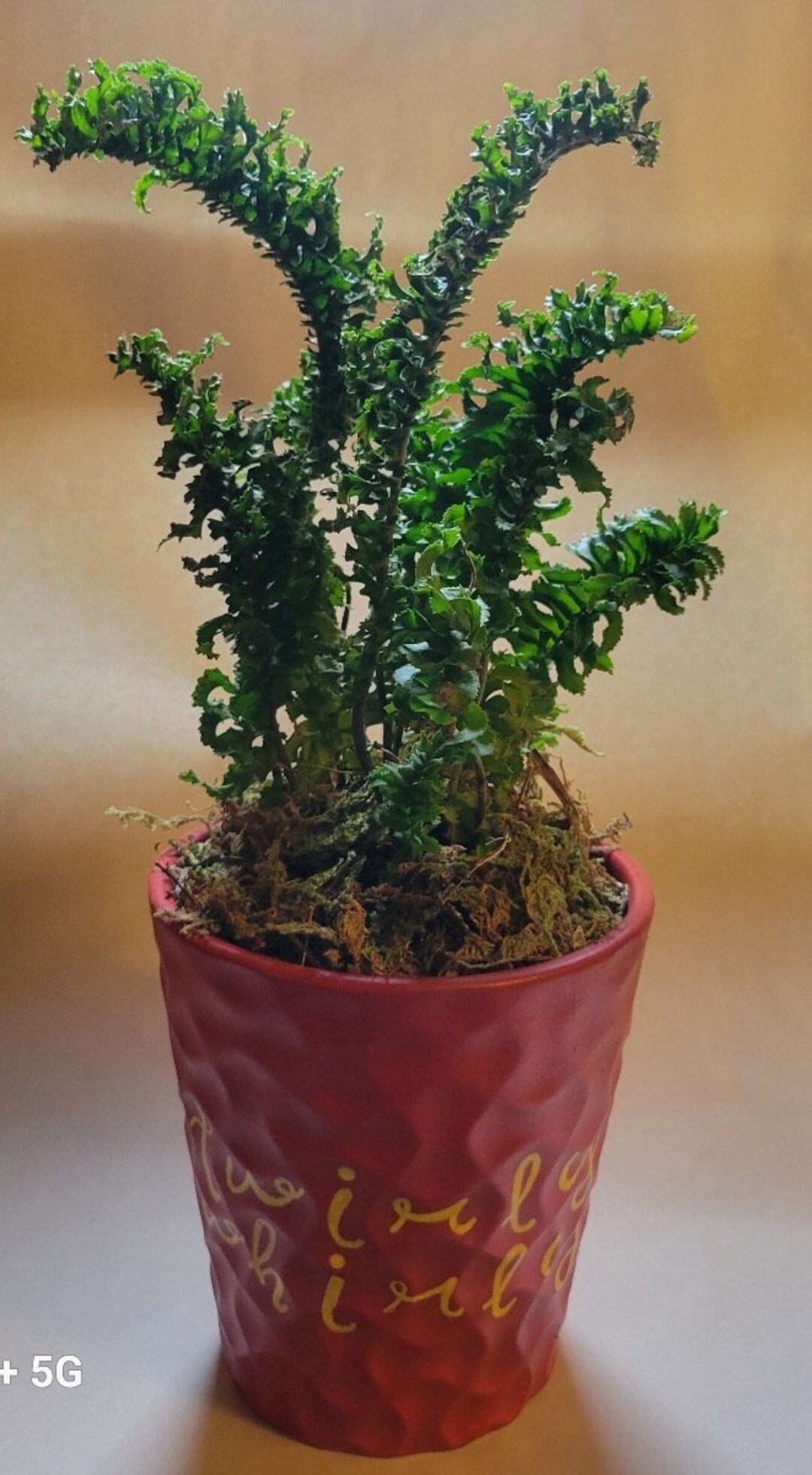 Twirly Whirly in a Briarpatchgifts Container. - Etsy