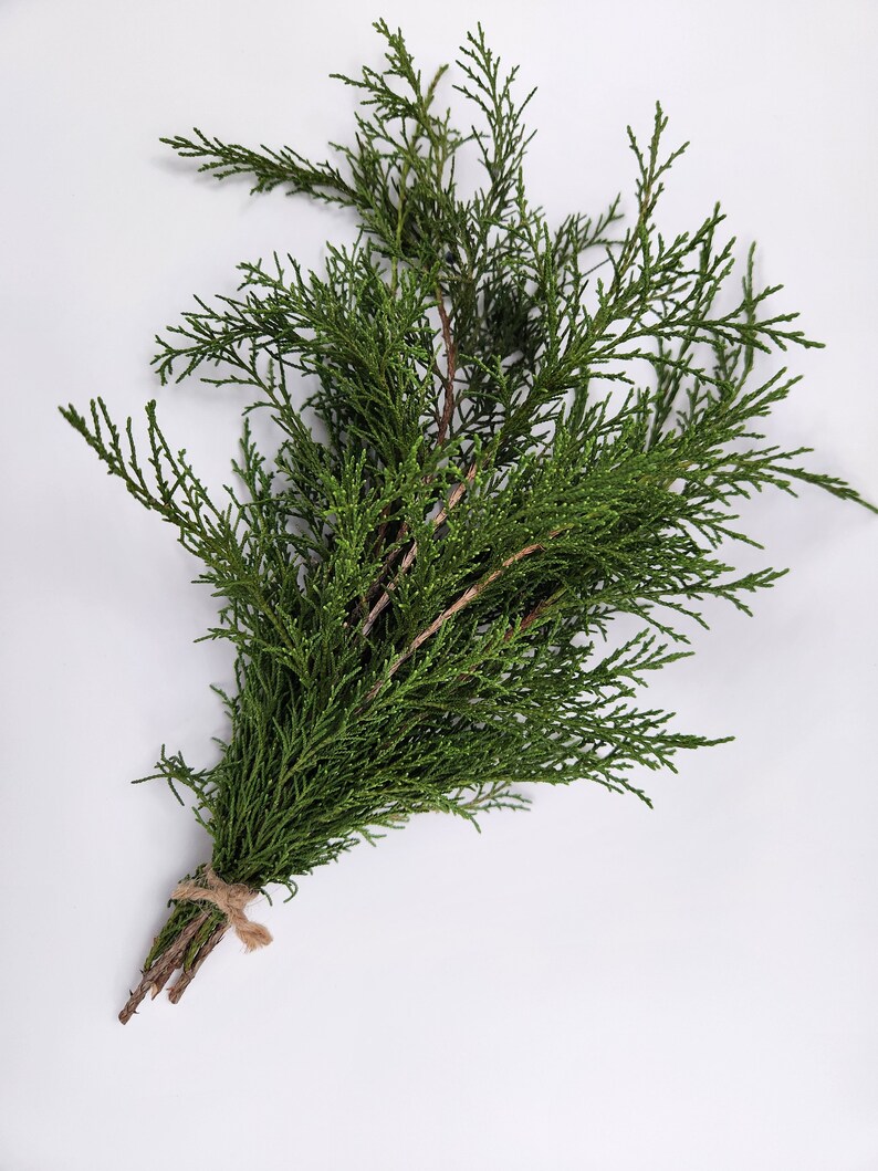 Fresh Cedar Clippings (6) - Christmas Greenery, Aromatherapy - Etsy