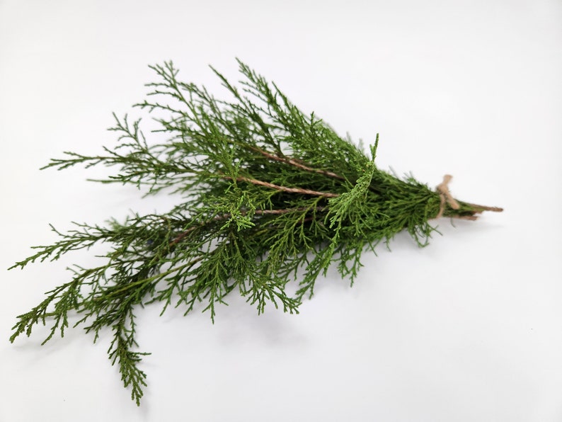 Fresh Cedar Clippings (6) - Christmas Greenery, Aromatherapy - Etsy