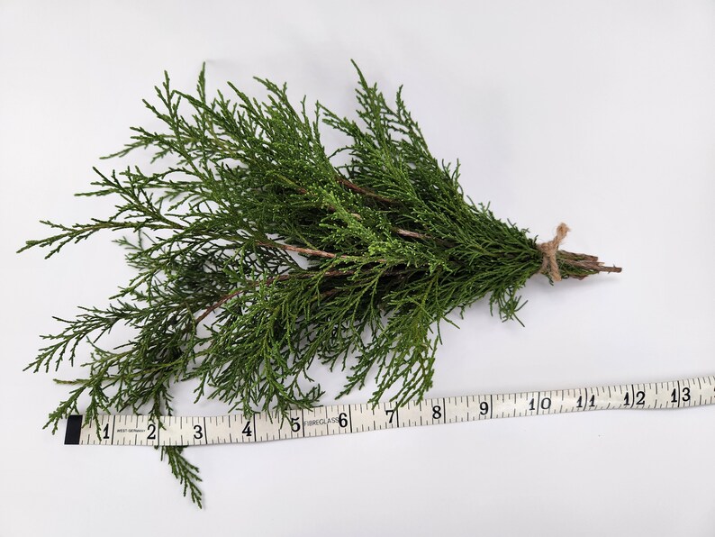 Fresh Cedar Clippings (6) - Christmas Greenery, Aromatherapy - Etsy
