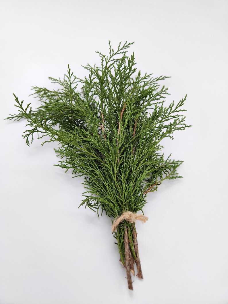 Fresh Cedar Clippings (6) - Christmas Greenery, Aromatherapy - Etsy
