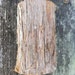 1 Cedar Log - Etsy