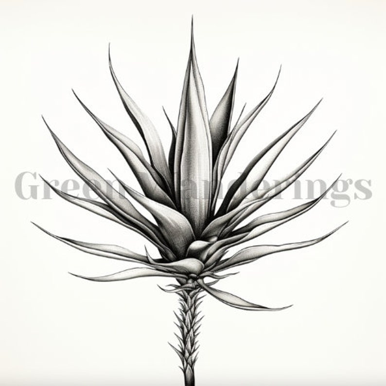 Agave Pencil Sketch SVG Printable Download - Etsy