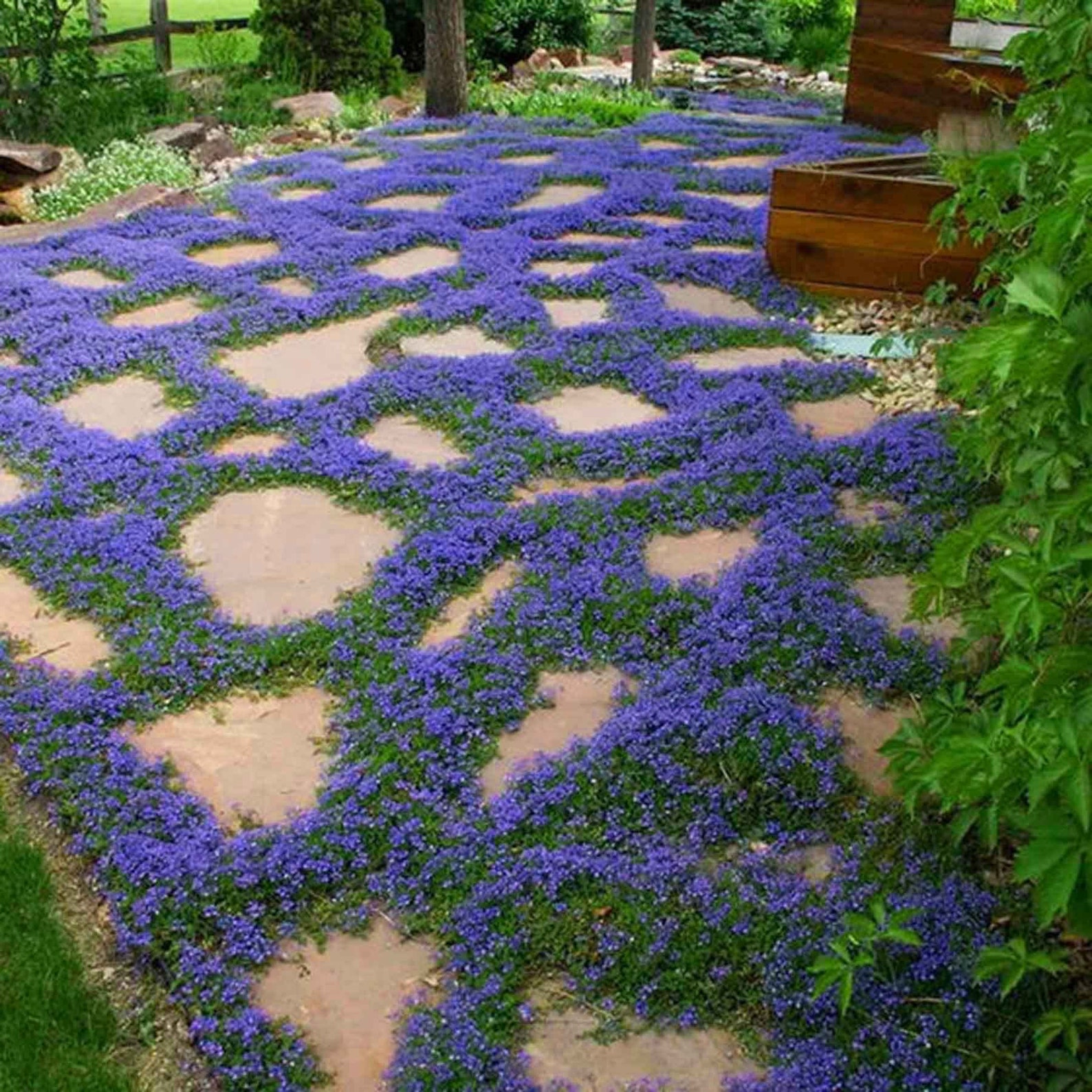 Blue Creeping Thyme Seeds Blue Carpet Creeping Thyme Seeds - Etsy