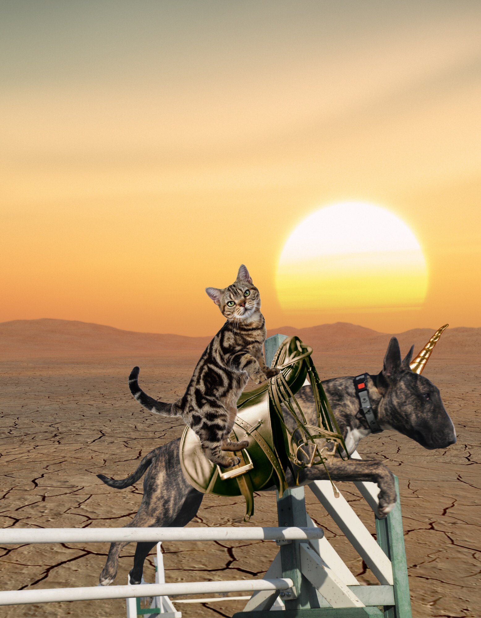 Cat Cowboy Riding English Bull Terrier - Etsy