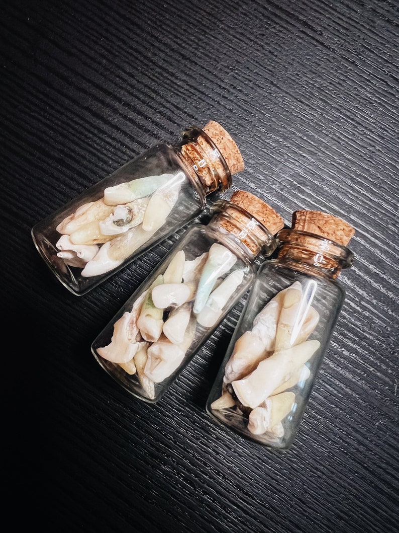 Real Human Teeth, Jar of Teeth, Real Bone, Gothic Home Decoration ...