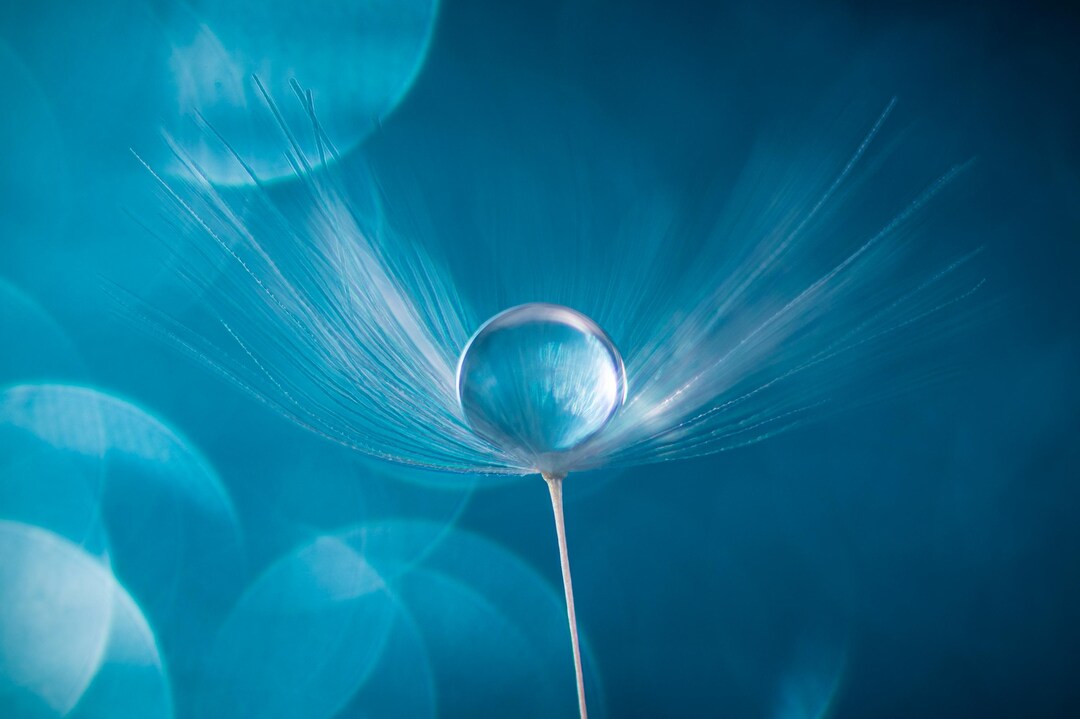 Dandelion Water Drop Photography Print: Blue Bokeh Still Life (20x16 ...