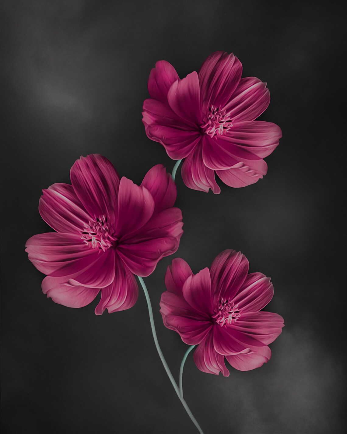 Pink Cosmos Flower Print, Modern Floral Wall Decor, 16x20inch - Etsy