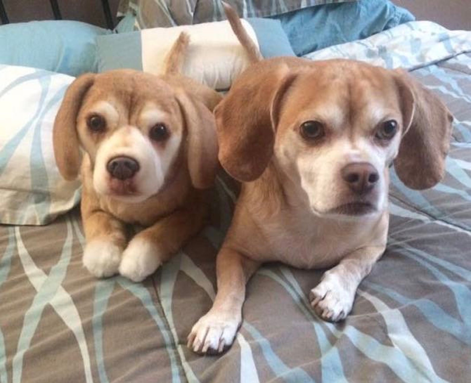 Custom Stuffed Animals Your Dogs, Photo to Custom Stuffed Animal, Plush ...