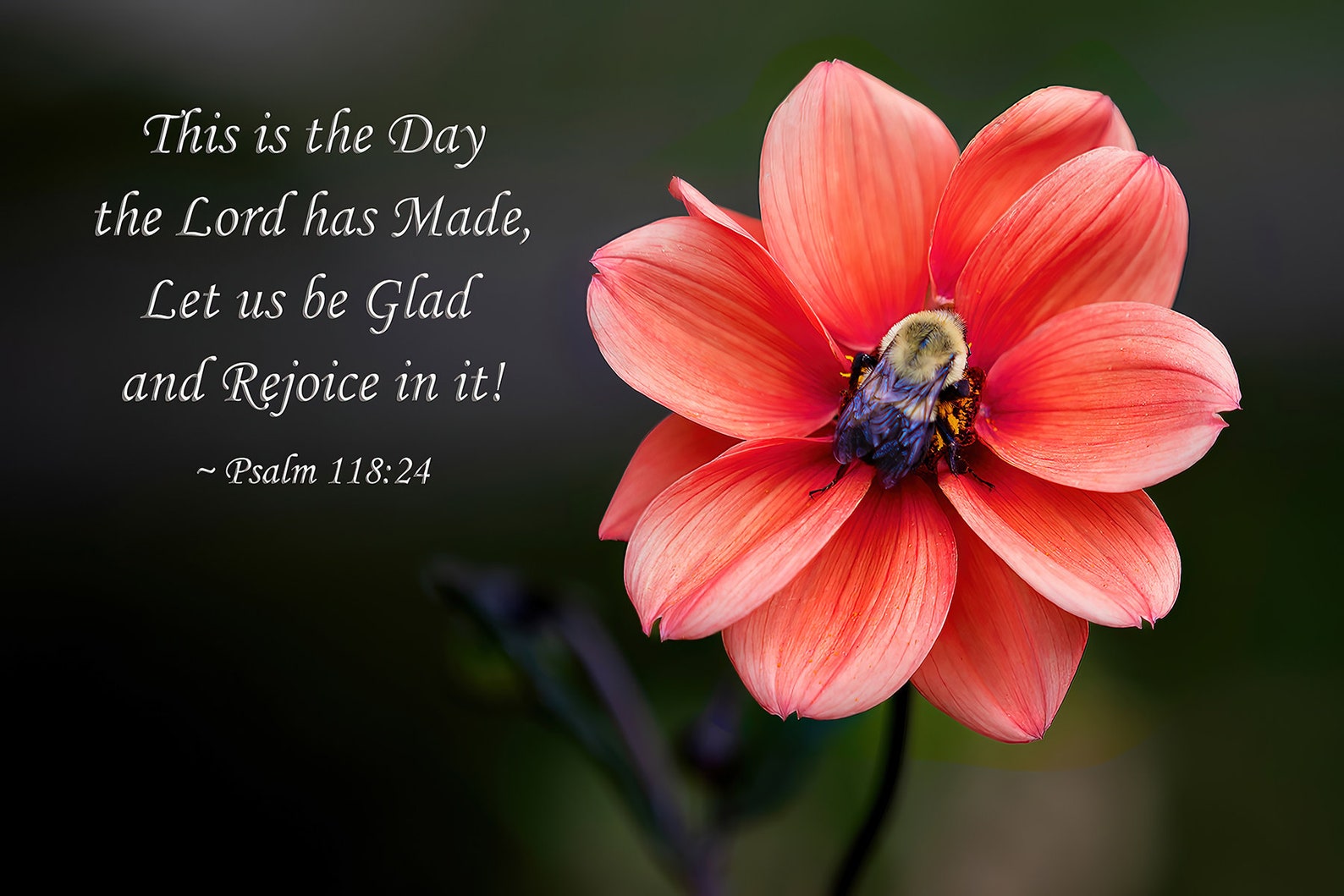Psalm 118:24 Bible Verse With Salmon Dahlia and Bee, Inspirational ...