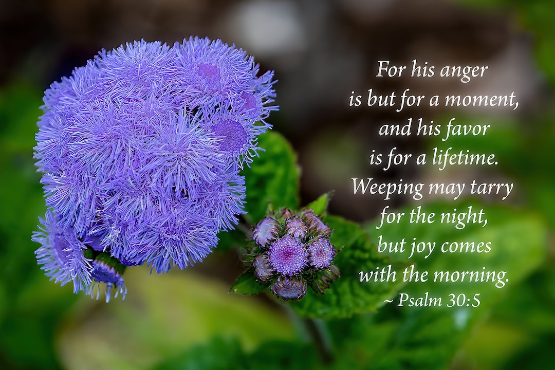Psalm 30:5 Bible Verse With Purple Blue Mink Flower, Psalms Scripture ...