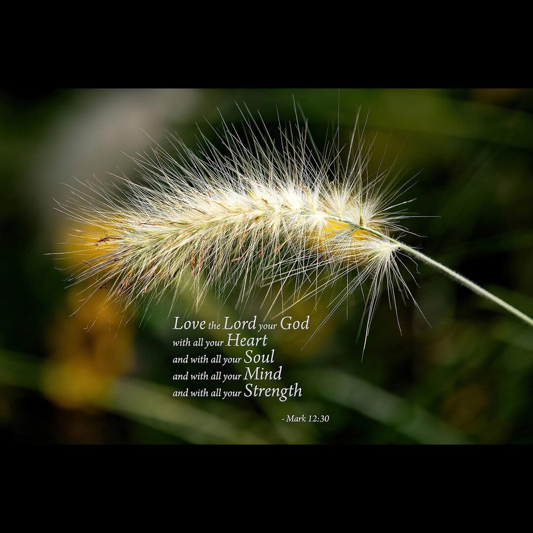 Mark 12:30 Bible Verse With Feathertop Grass Photo, Mark Scripture ...