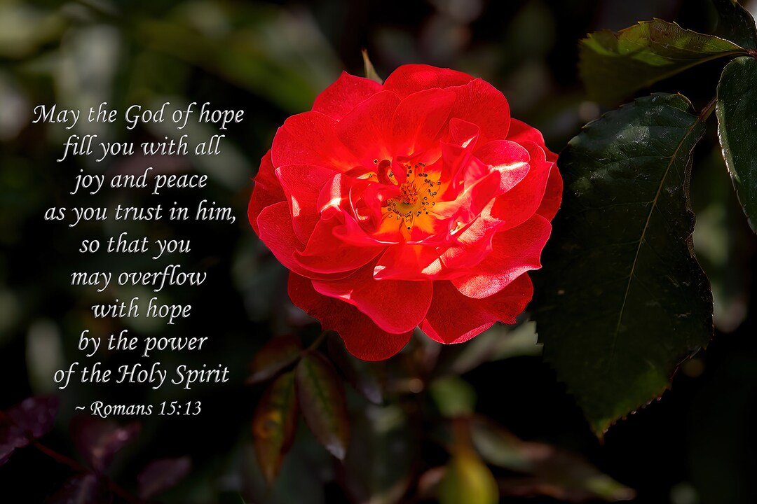 Romans 15:13 Bible Verse With Red Rose - Etsy