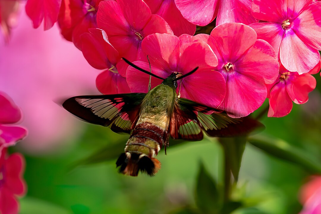 Hummingbird Moth Feeding on Pink Hydrangea - Etsy