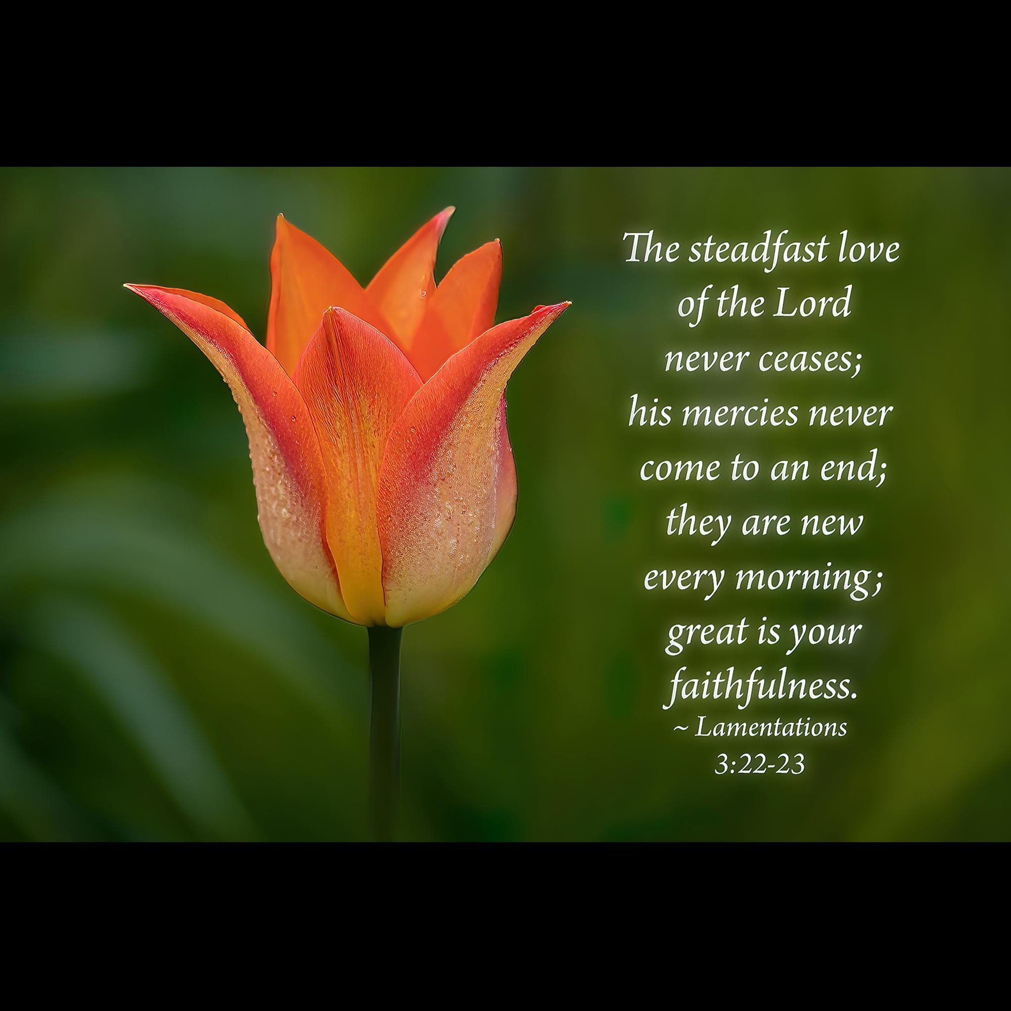 Lamentations 3:22-23 Bible Verse With Orange Tulip Photo, Inspirational ...