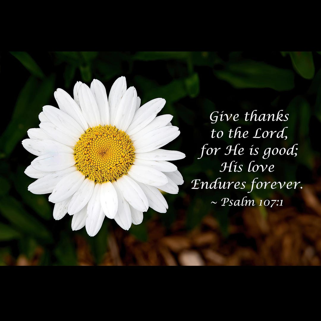 Psalm 107:1 Bible Verse With White Daisy Photo, Scripture With Flower ...