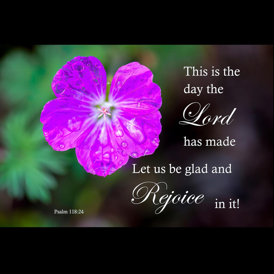 Psalm 118:24 Bible Verse With Purple Geranium Flower Photo, Flower ...