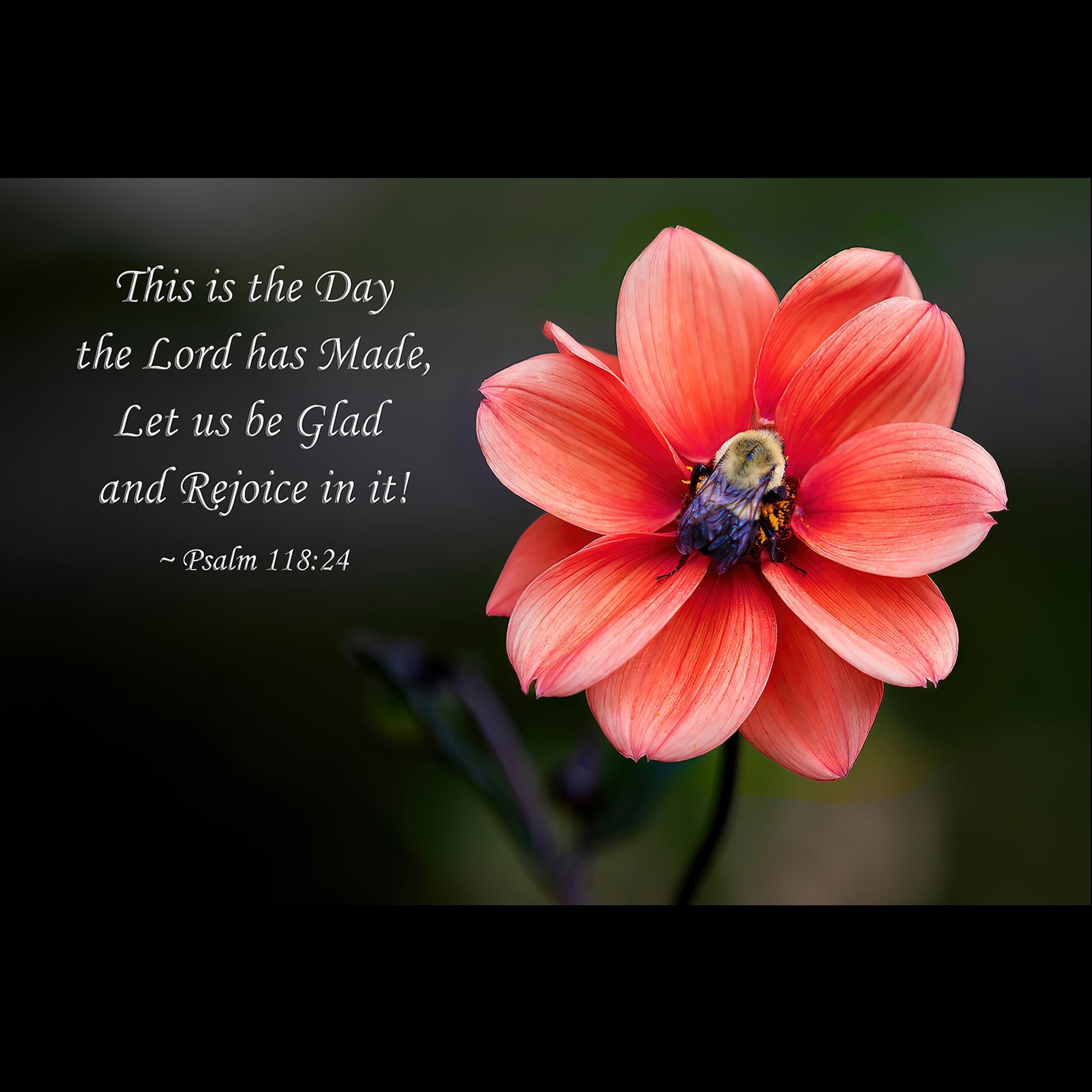 Psalm 118:24 Bible Verse With Salmon Dahlia and Bee Photo ...