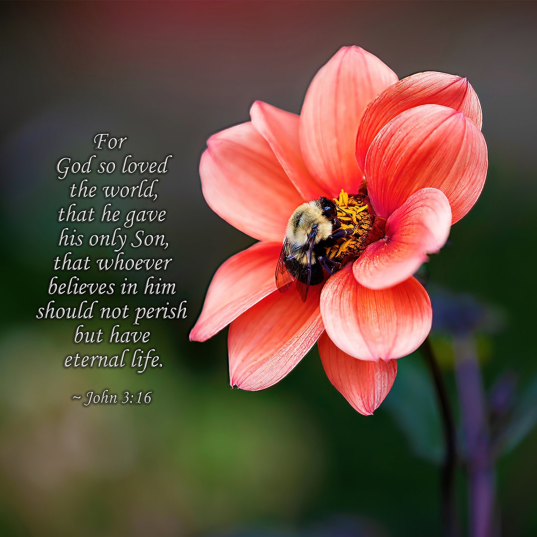 Square Image With John 3:16 Bible Verse With Orange Dahlia Flower and ...