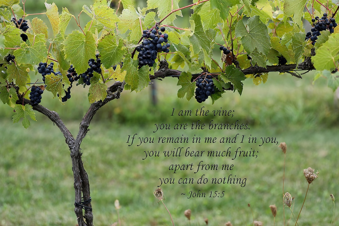Square or Rectangular Image With John 15:5 Bible Verse and Grapes on ...