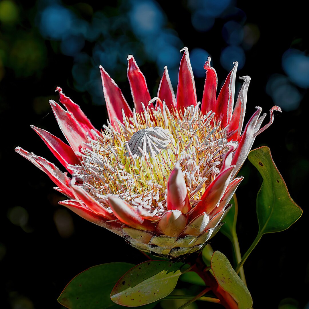 Square Image of Hawaiian King Protea Flower Close-up - Etsy