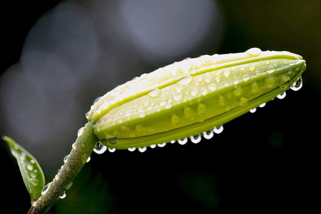 Lily Flower Pod With Raindrops Fine Art Photo, Flower Photo Prints ...
