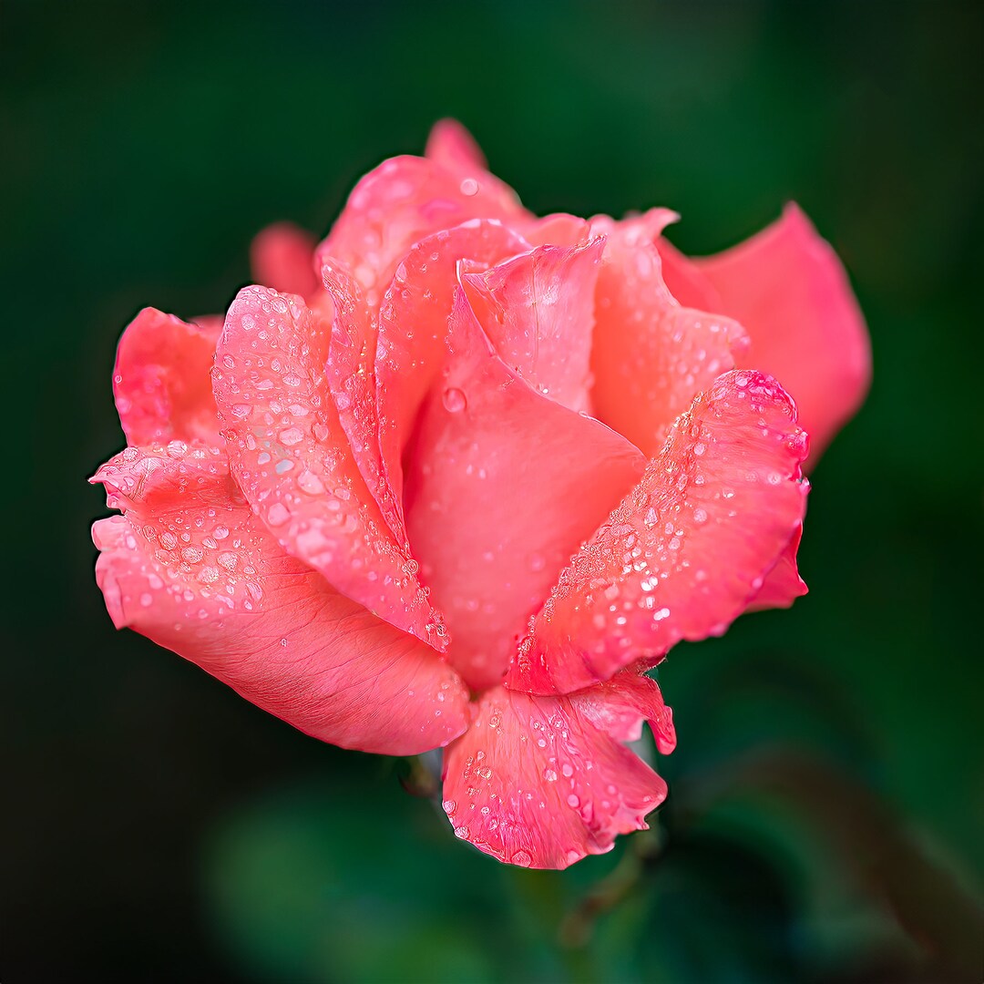 Square Image of a Salmon Colored Rose With Raindrops - Etsy
