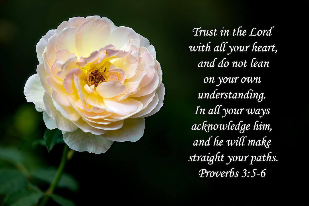 Proverbs 3: 5-6 Bible Verse With White and Pink Rose, Proverbs ...