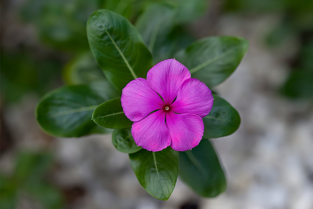 Purple Periwinkle Flower Fine Art Photo, Flower Photography Prints ...