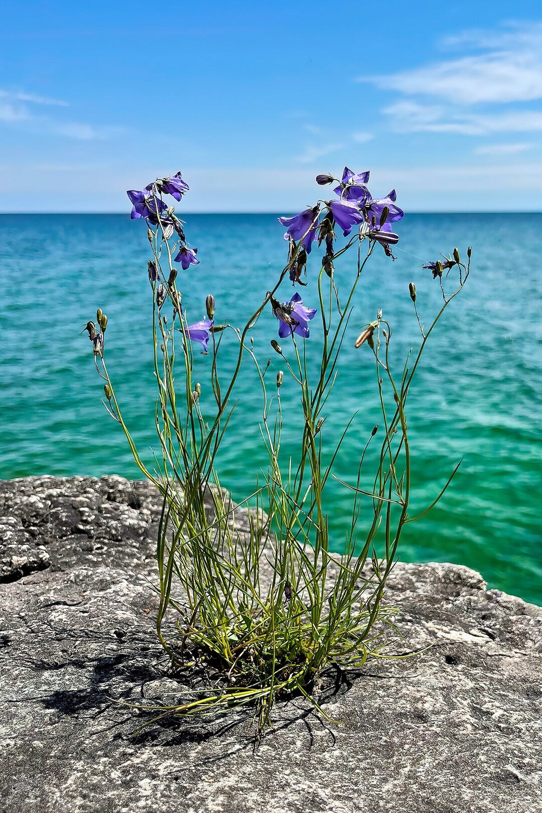 Purple Harebell Flower - Etsy