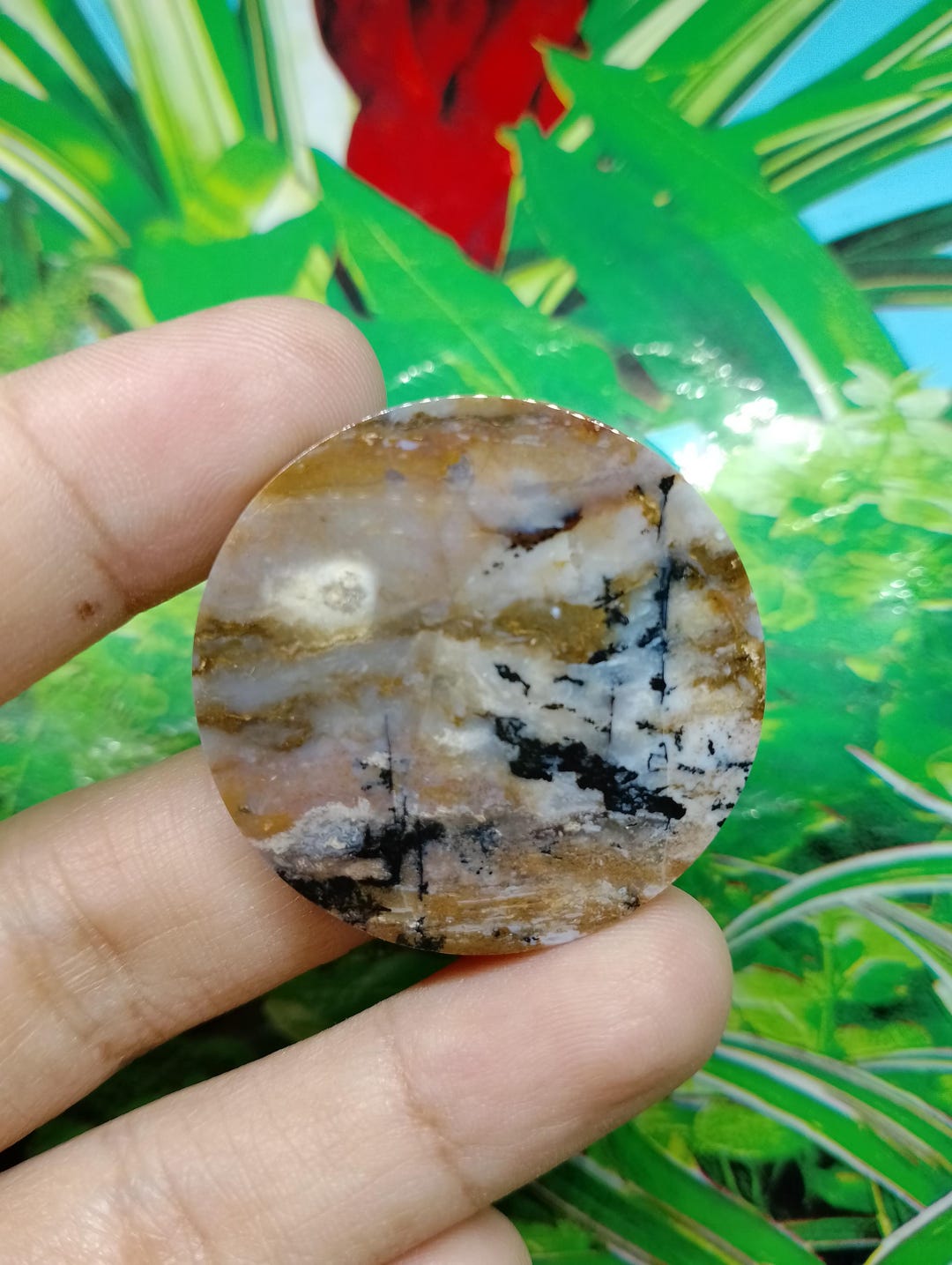 Opalized Petrified Wood - Etsy