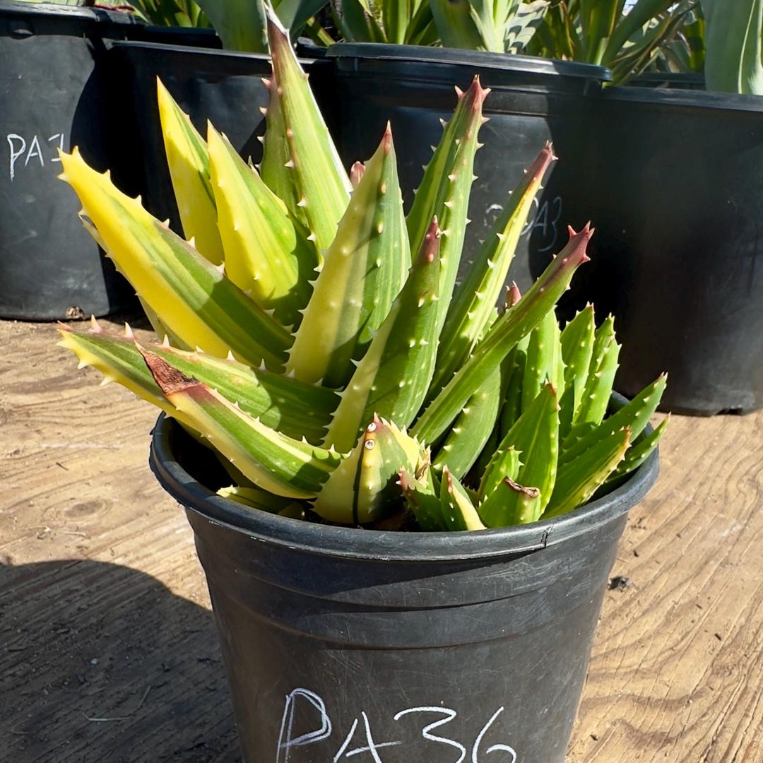 Golden Toothed Aloe (PA36) | Variegated Aloe Nobilis - Etsy