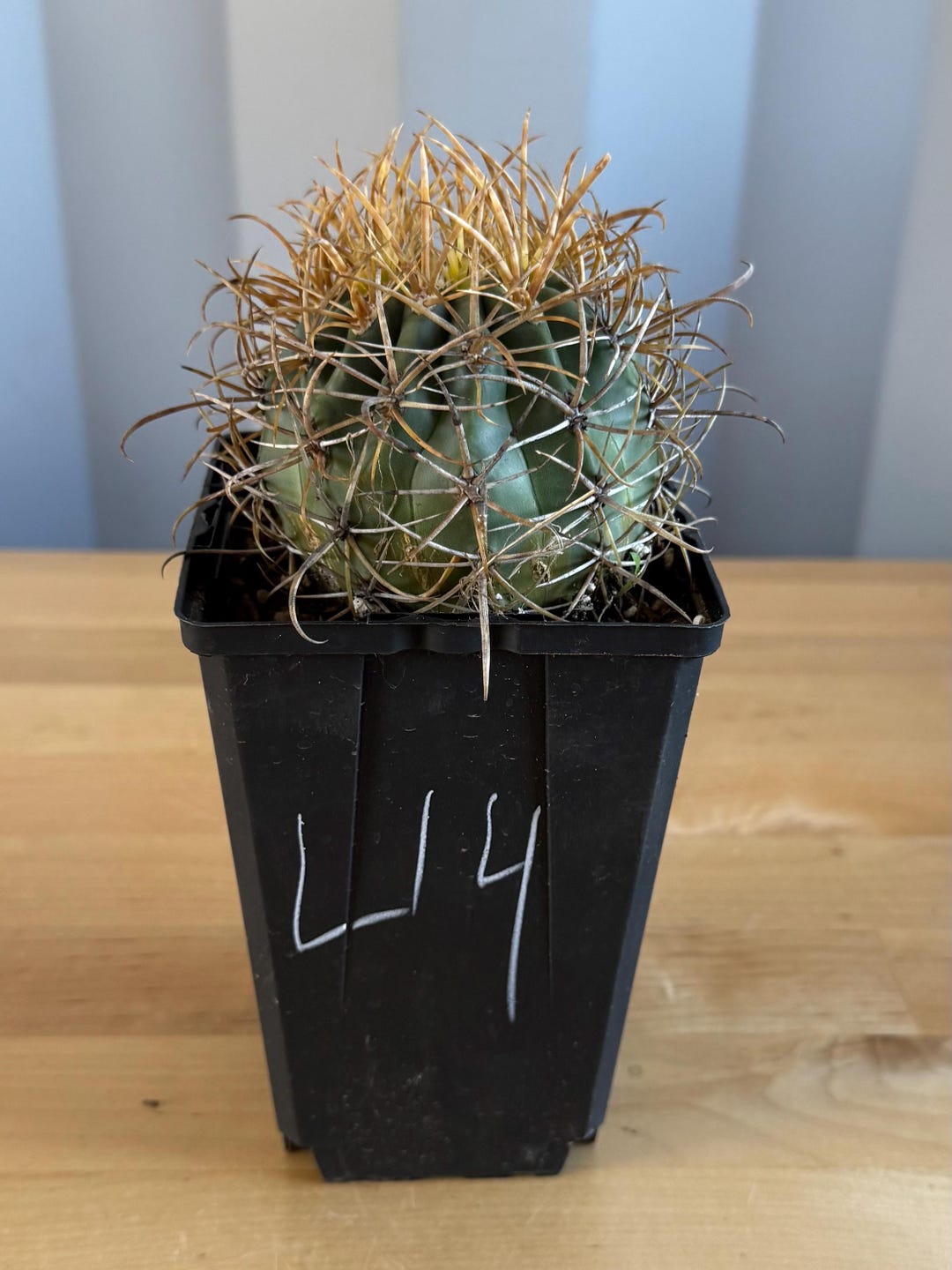 SUPER RARE Yellow Ferocactus | Ferocactus Chrysacanthus (L14) - Etsy