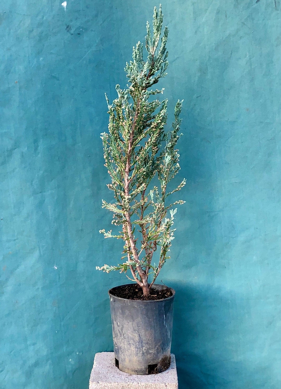One Gallon Skyrocket Juniper Juniperus Scopulorum 'skyrocket' - Etsy