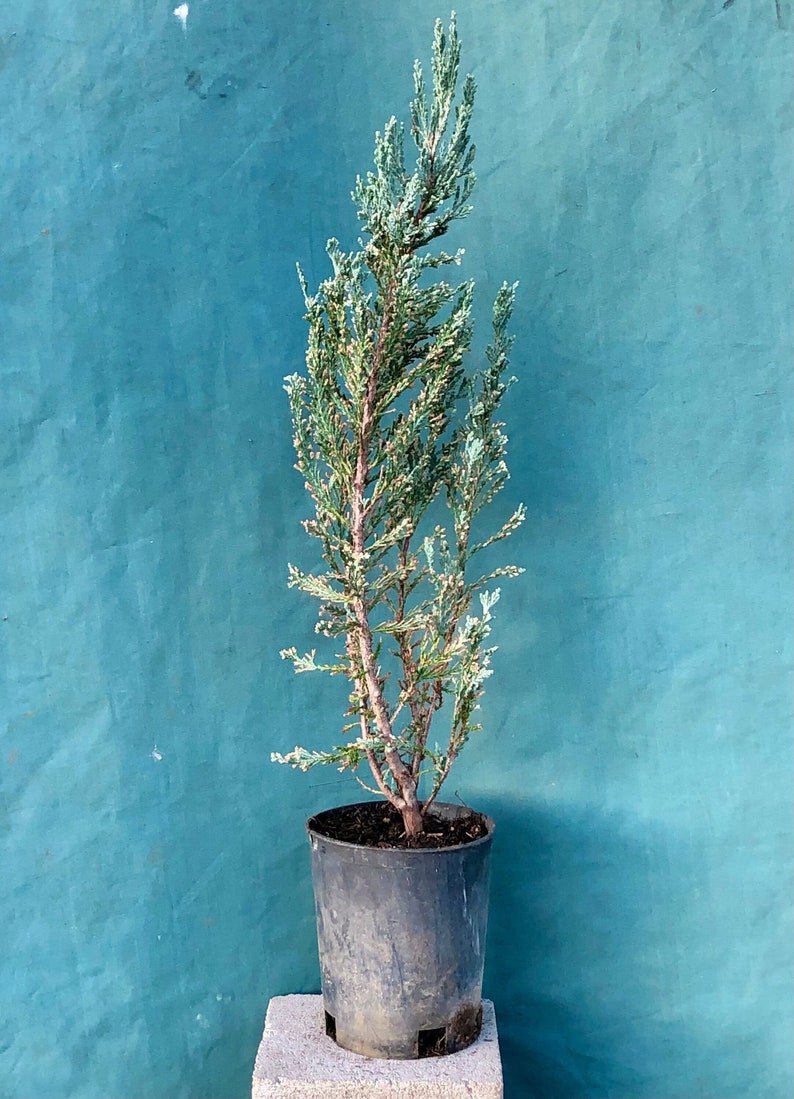 One Gallon Skyrocket Juniper Juniperus Scopulorum Skyrocket Etsy