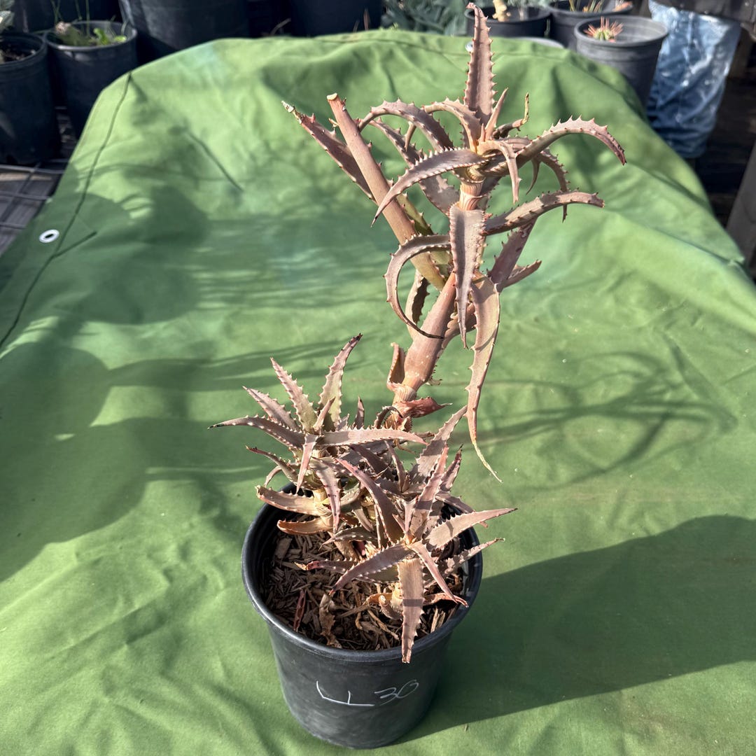 Crocodile Plant (LL30) | Aloe Brevifolia - Etsy