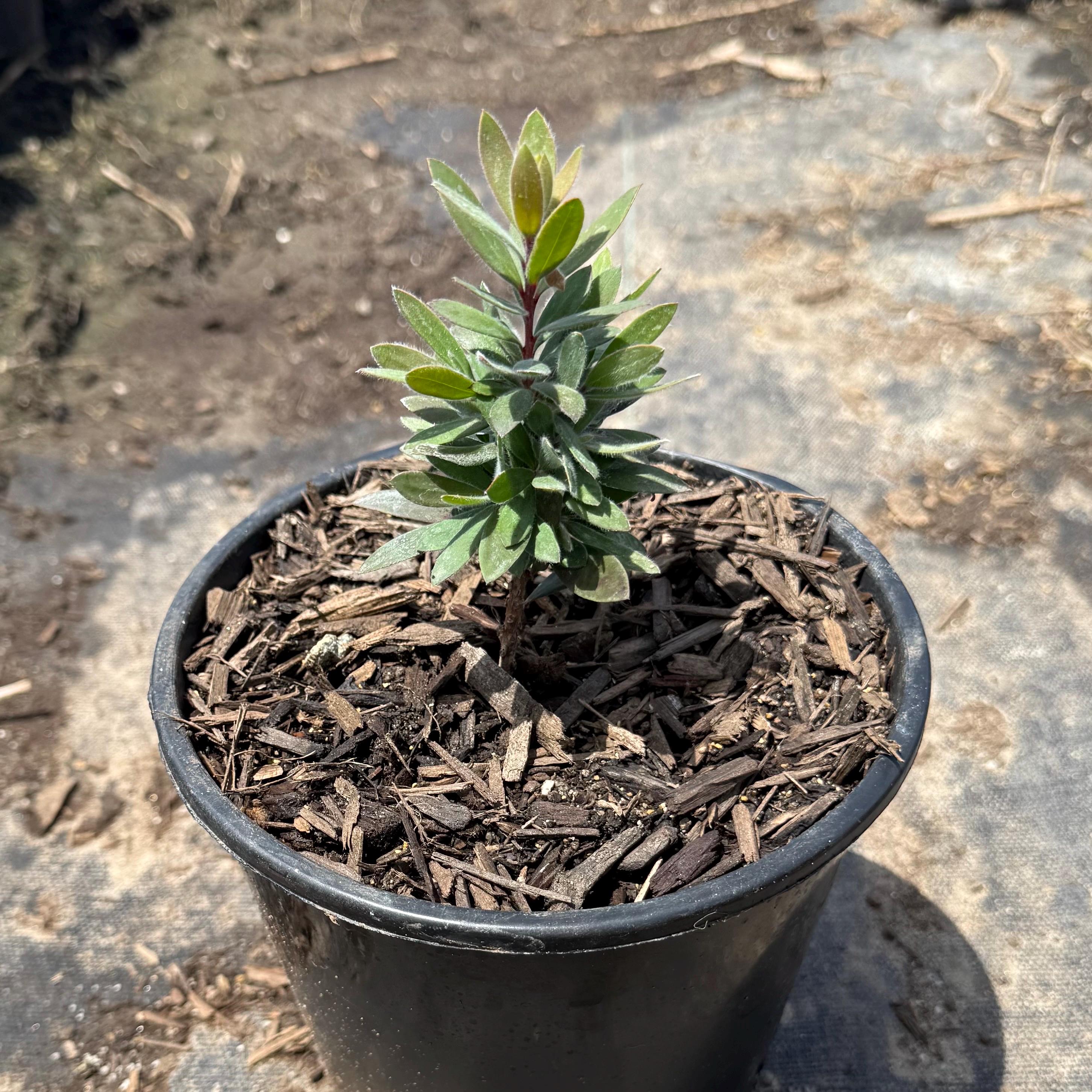 Dwarf Bottlebrush 'little John' | Callistemon 'little John' (row 4) - Etsy