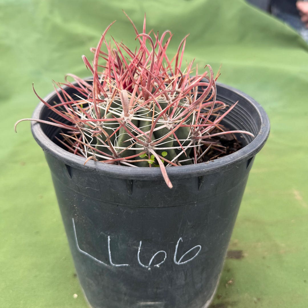 Mexican Fire Barrel Cactus (LL66) | Ferocactus Pilosus - Etsy