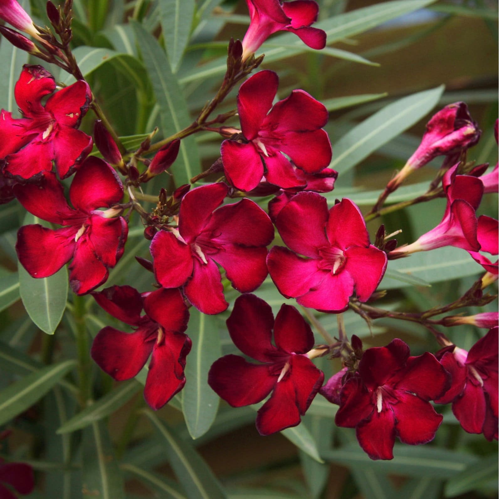 One Gallon 'hardy Red' Oleander Nerium Oleander FREE SHIPPING - Etsy