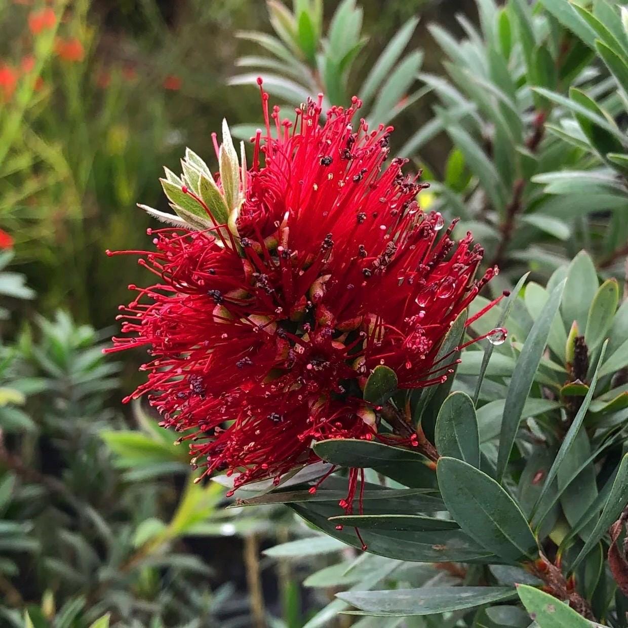 Dwarf Bottlebrush 'little John' | Callistemon 'little John' (row 4) - Etsy