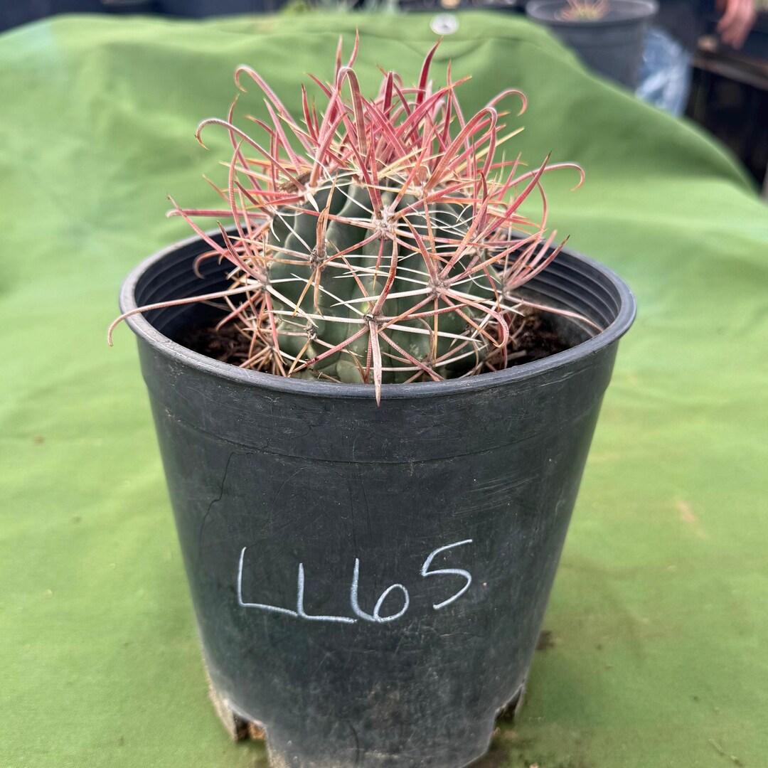 Mexican Fire Barrel Cactus (LL65) | Ferocactus Pilosus - Etsy