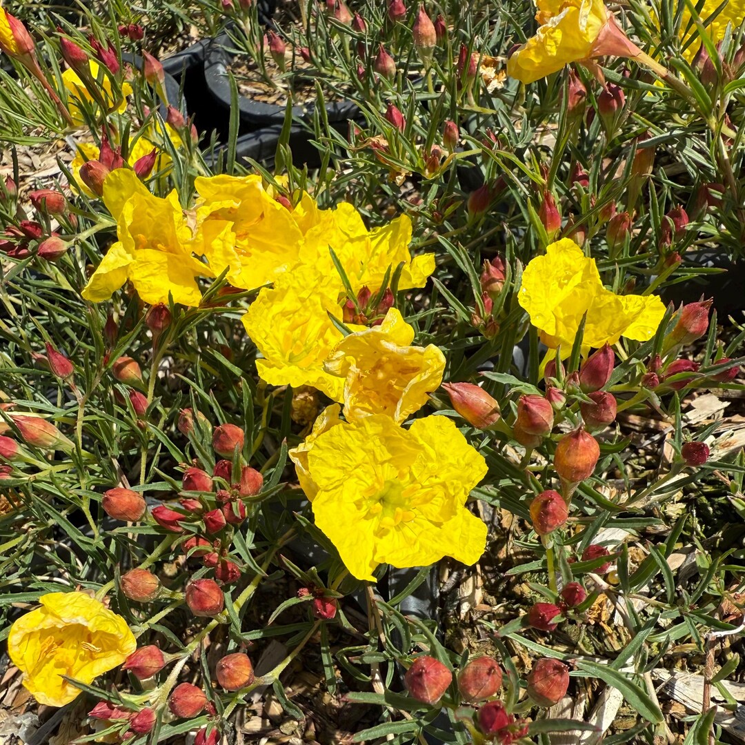 Dwarf Evening Primrose | Sundrops | Calylophus Berlandieri - Etsy