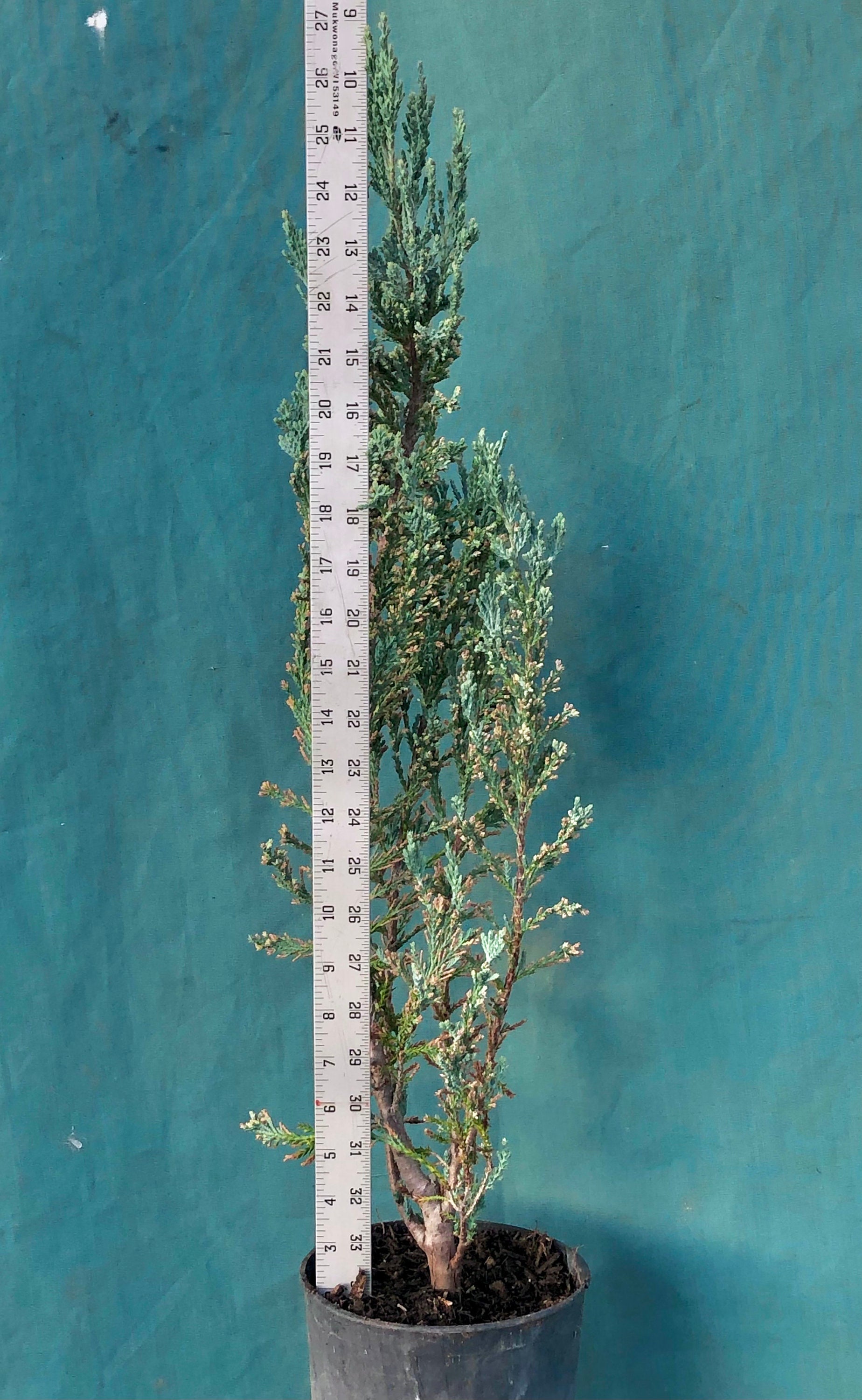 One Gallon Skyrocket Juniper Juniperus Scopulorum 'skyrocket' - Etsy