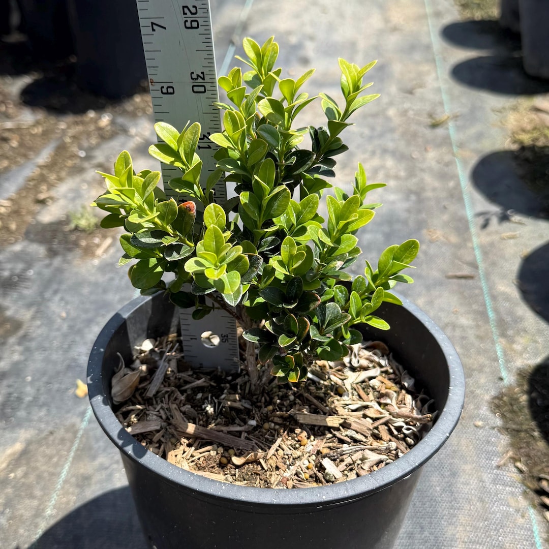Japanese Boxwood | Buxus Microphylla Var. Japonica - Etsy