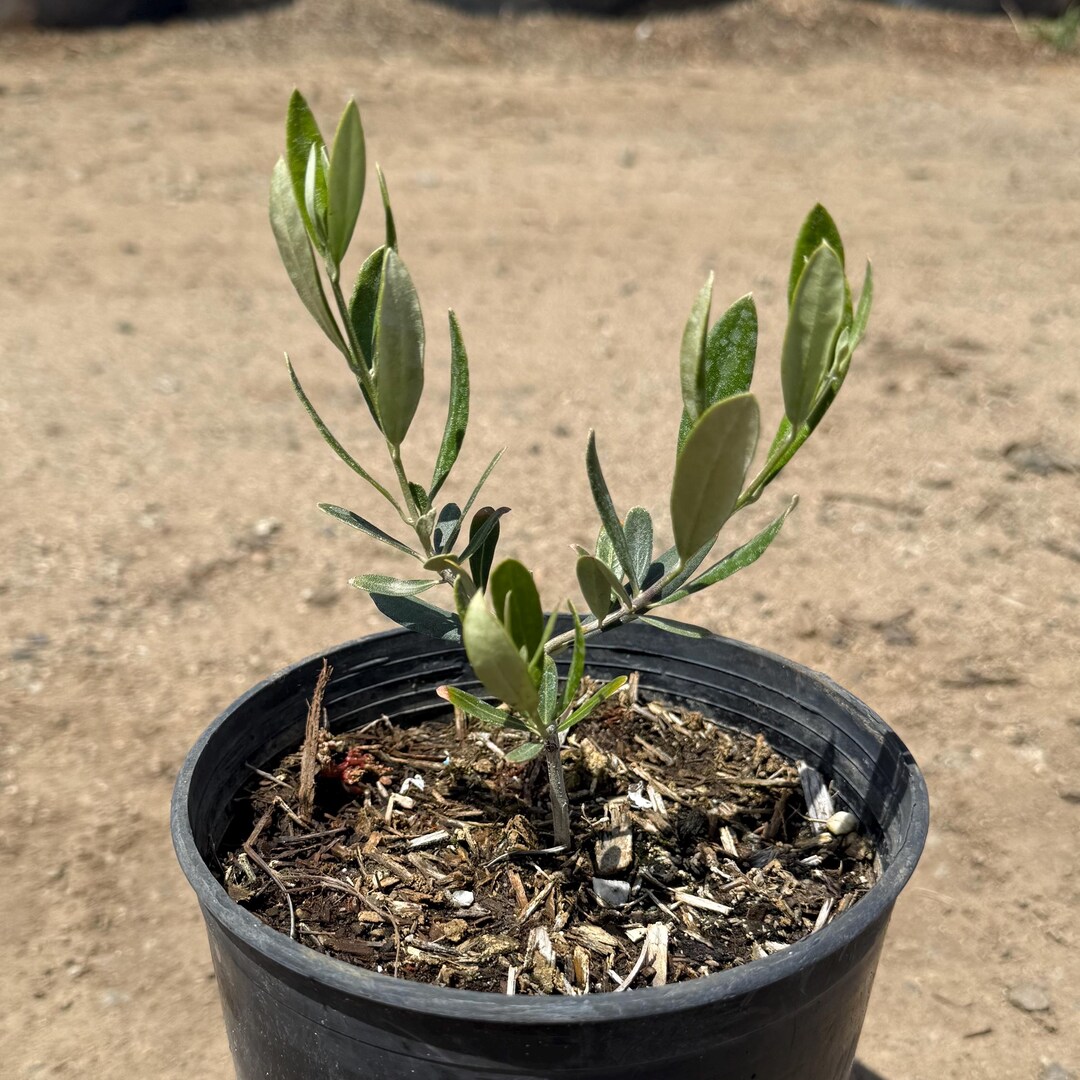 Wilson Fruitless Olive | Olea Europaea 'wilsonii' - Etsy